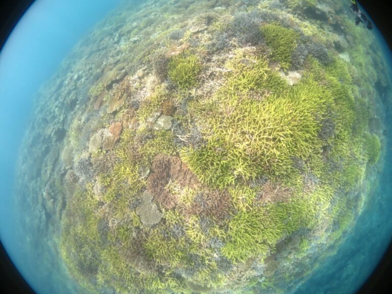 サンゴに癒されてきました～ - 石垣島のマンツーマンダイビングショップ HANON Diving Service Ishigaki